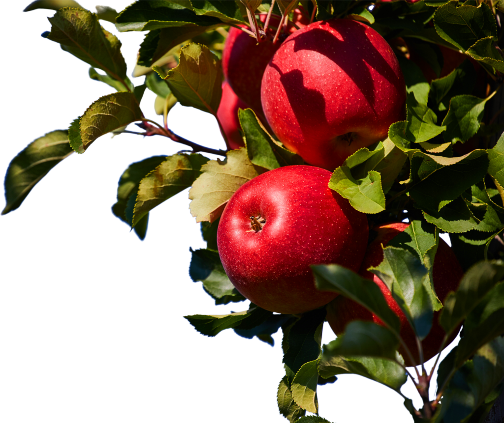 AppleAtcha - AppleAtcha